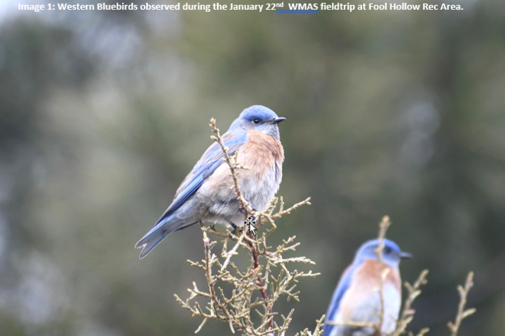White Mountain Audubon Society