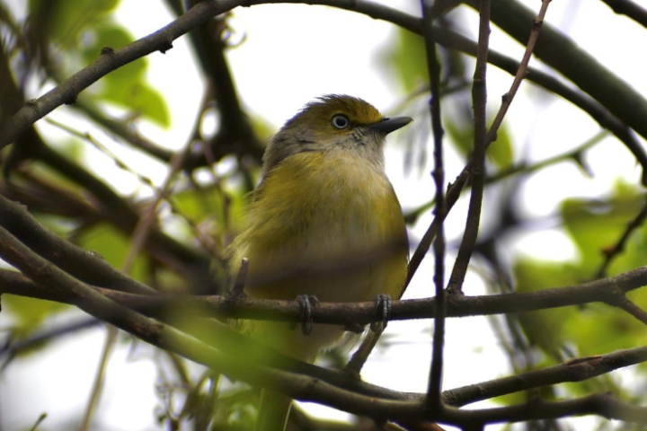 White Mountain Audubon Society